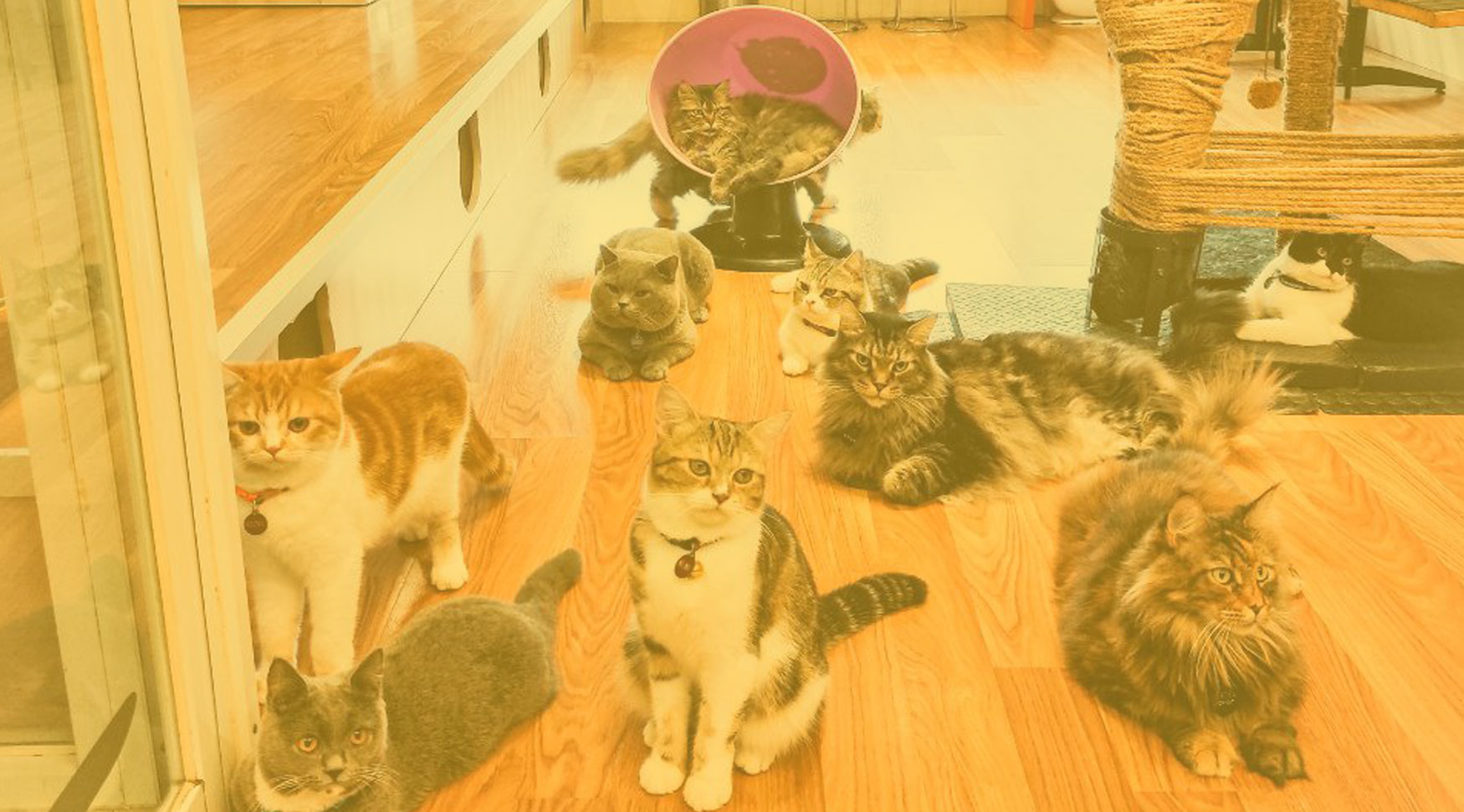 Kopi Cat Cafe Bintaro - Kopi Cat Cafe